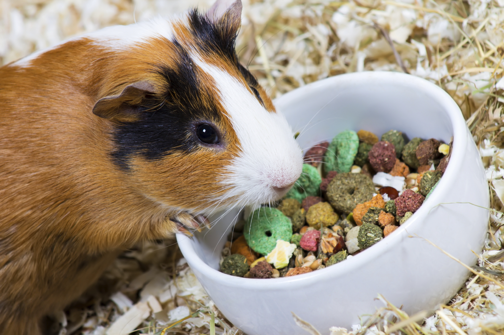 Small Pet Supplies Blain s Farm Fleet Blog Small Pet Supplies Blain s Farm Fleet Blog