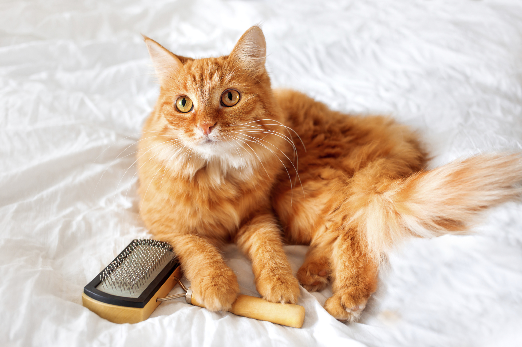 Cat Grooming Tips Blain s Farm Fleet Blog Cat Grooming Tips Blain s Farm Fleet Blog